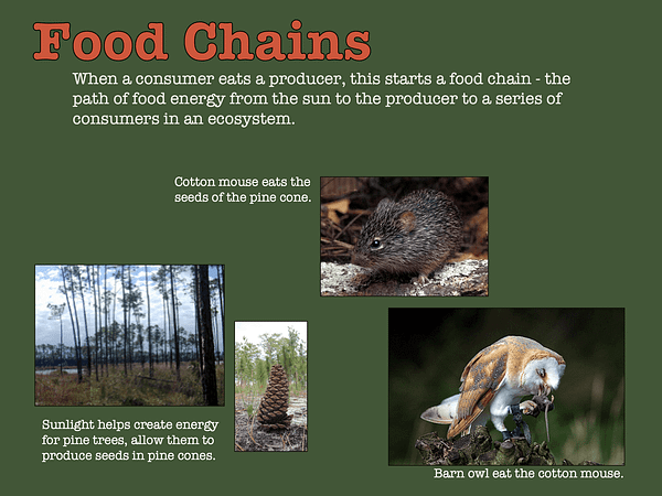 Everglades Ecology Presentation - My Reading Resources