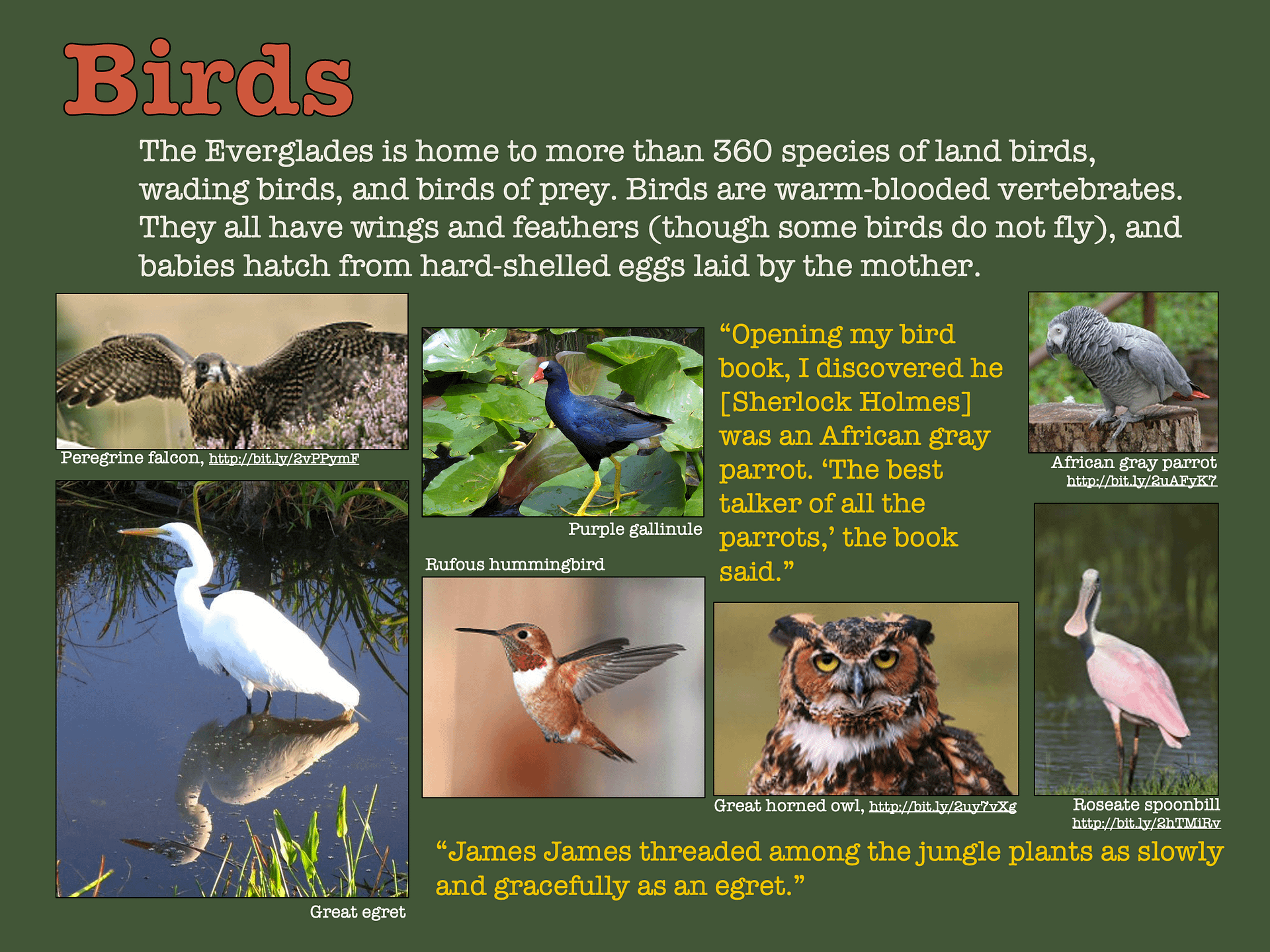 Everglades Ecology Presentation - My Reading Resources